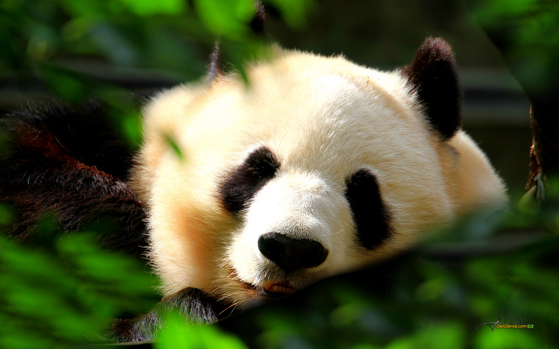 Cute Panda Wallpaper Wallpup